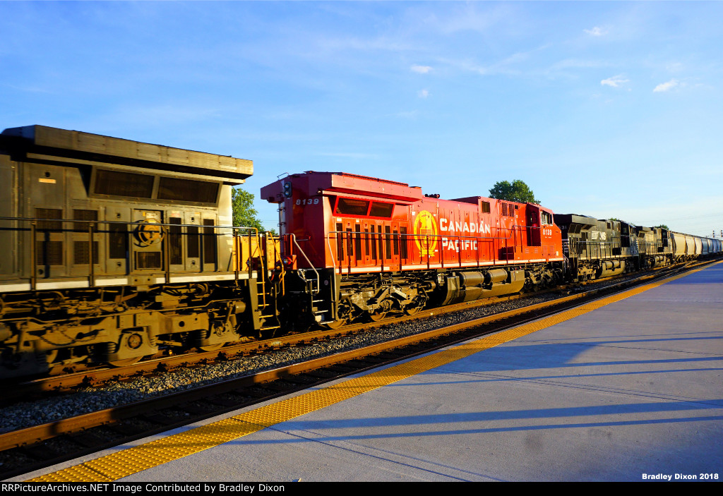 CP 8139 Golden Beaver